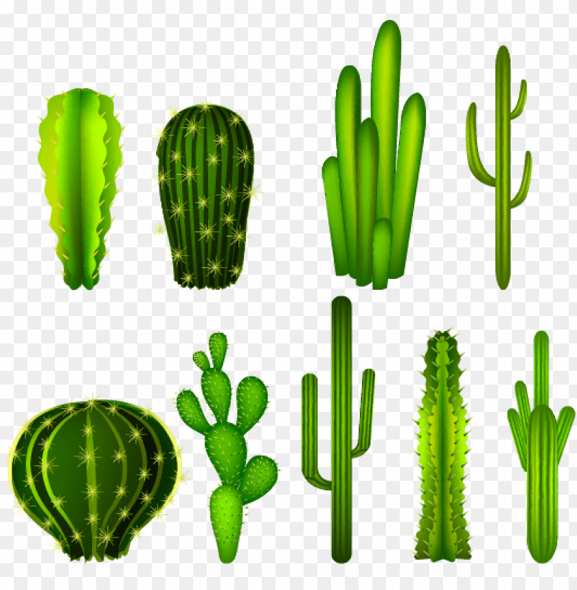 Free download | HD PNG cactaceae clip art cactus graphic transparent ...