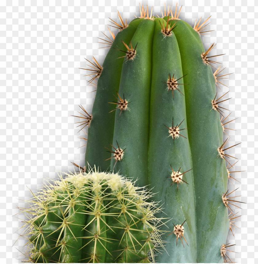 Download cactus png - Free PNG Images | TOPpng
