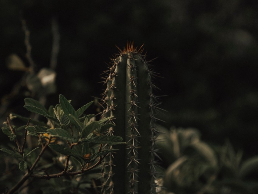 Free download | HD PNG cactus spines grass leaves 4k wallpaper | TOPpng