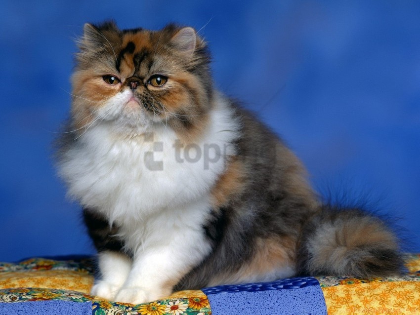 Free download | HD PNG cal kitten persian wallpaper background best ...