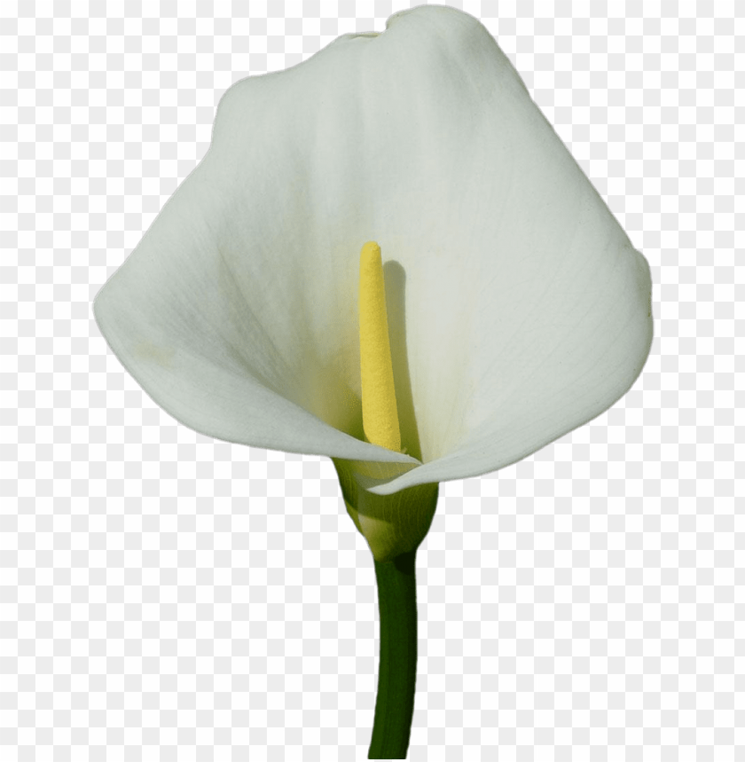 Free download | HD PNG calla lily clipart transparent white calla lily ...