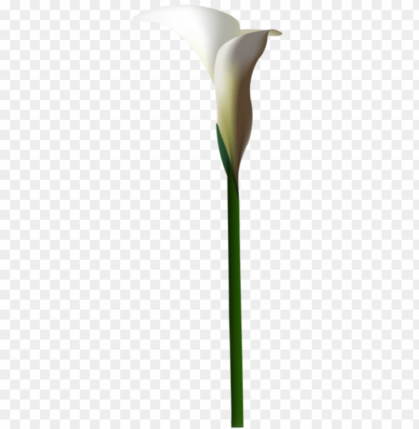 Free download | HD PNG PNG image of calla lily flower with a clear ...