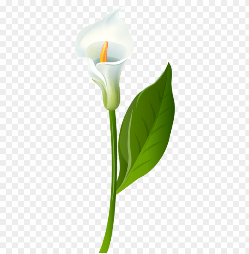 Free download | HD PNG PNG image of calla lily transparent with a clear ...