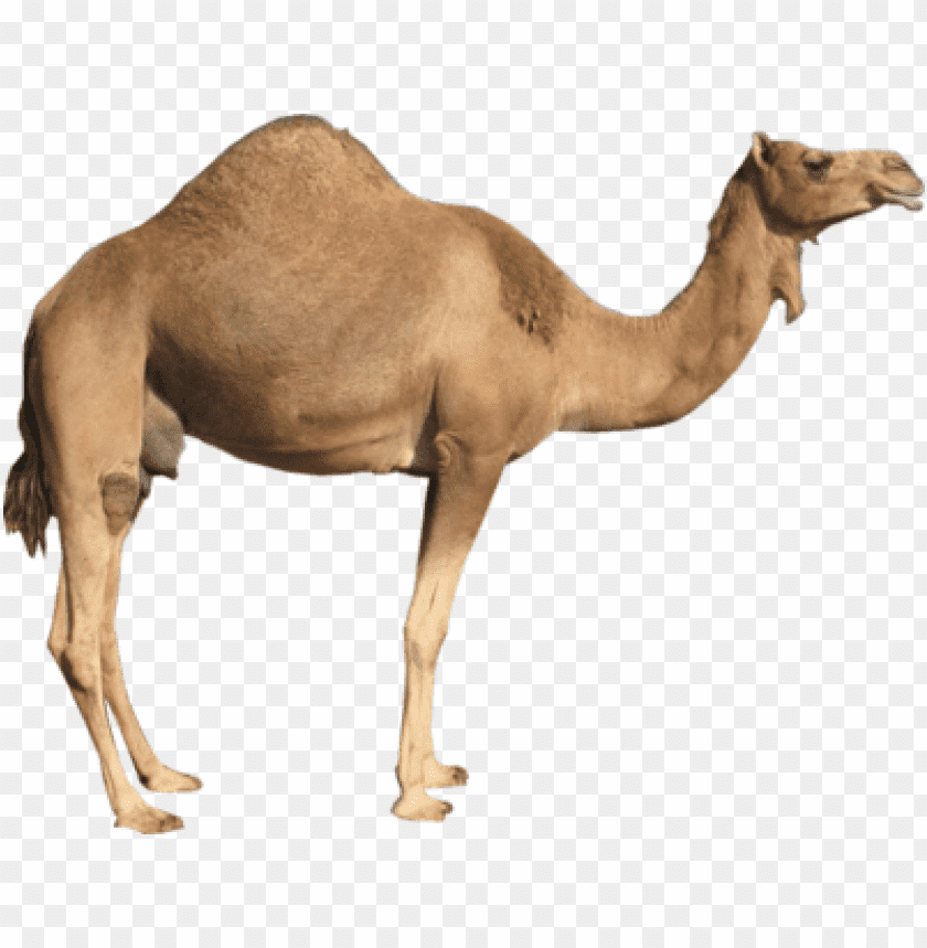 Free download | HD PNG camel png images background - Image ID 984 | TOPpng