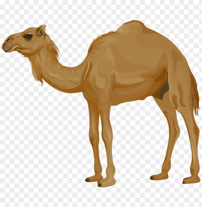 Free download | HD PNG camel png images background - Image ID 47131 ...