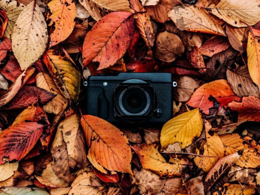Free download | HD PNG camera foliage autumn leaves 4k wallpaper | TOPpng