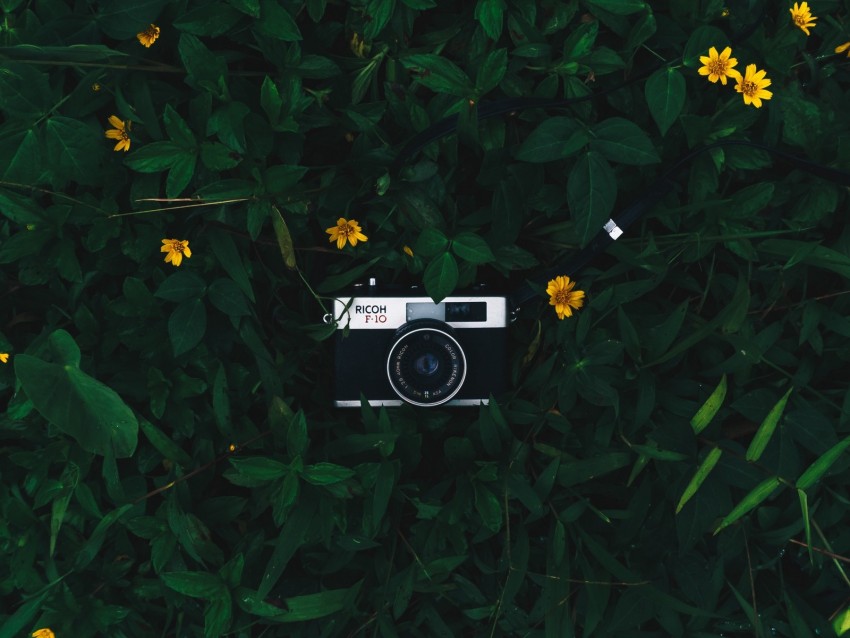 Free download | HD PNG camera lens leaves flowers green yellow 4k ...