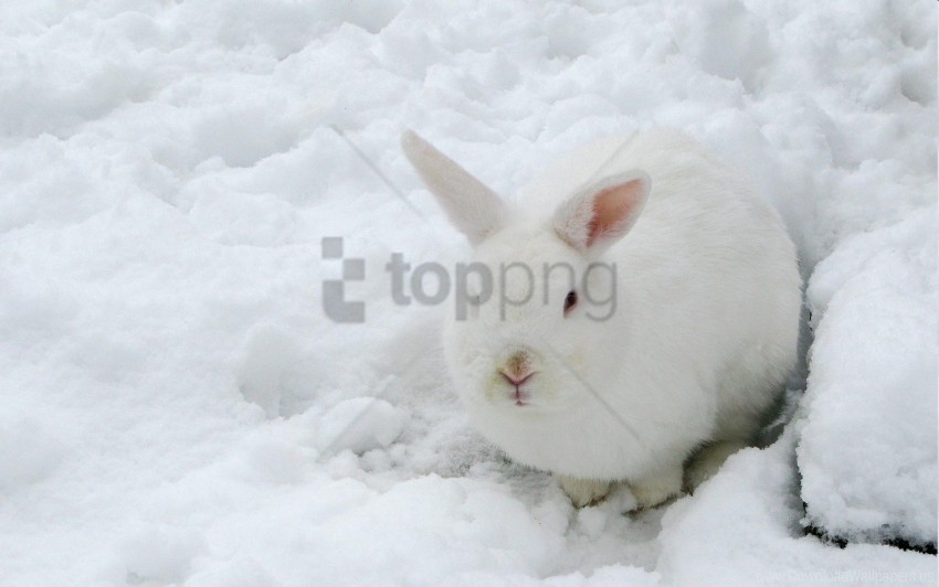 Free download | HD PNG camouflage hare snow winter wallpaper background ...