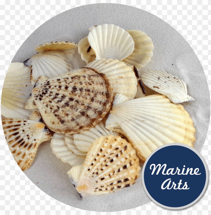 Free download | HD PNG candy shell PNG transparent with Clear ...