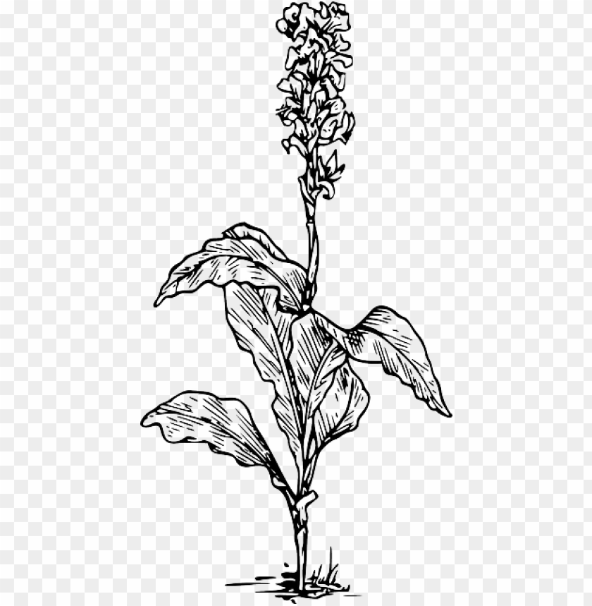 Free download | HD PNG canna indica flower drawing PNG transparent with ...