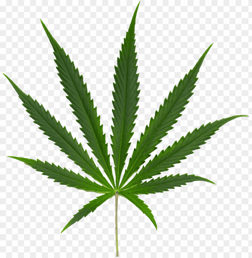 Free download | HD PNG PNG image of cannabis with a clear background ...