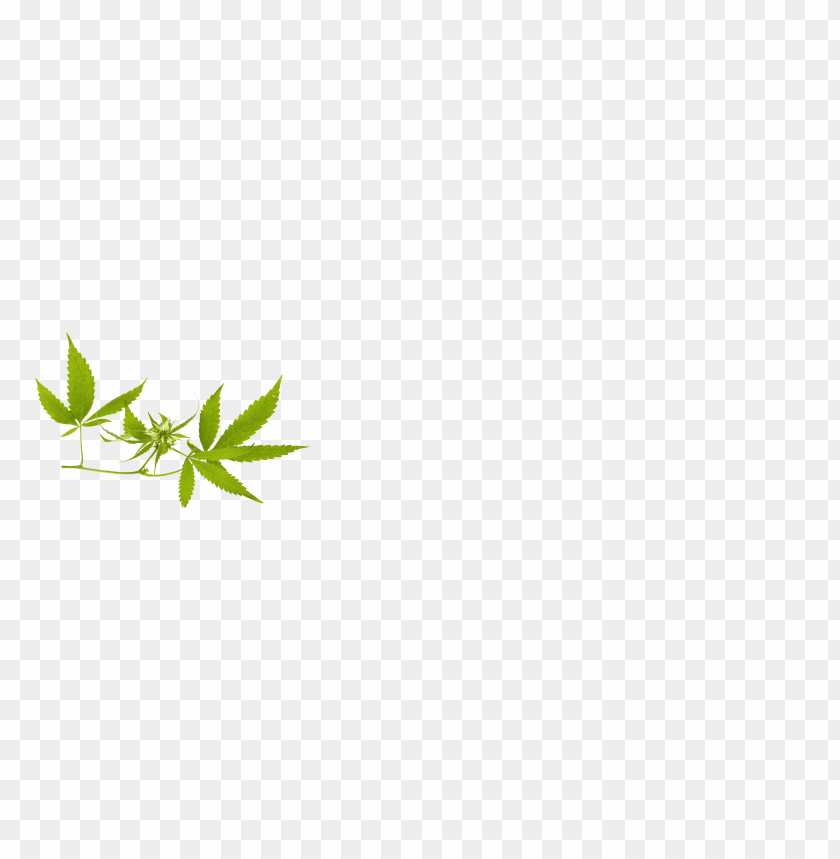 Free download | HD PNG cannabis clipart png photo - 29176 | TOPpng