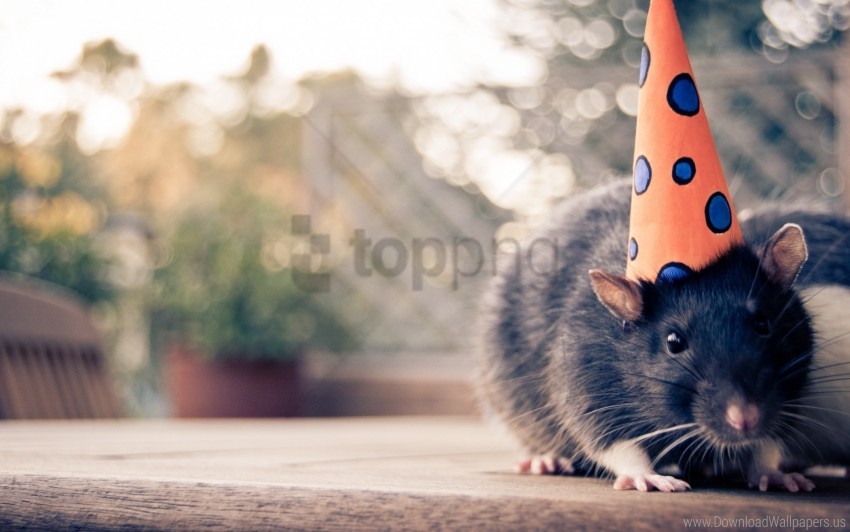 Free download | HD PNG cap hat mouse rodent wallpaper background best ...