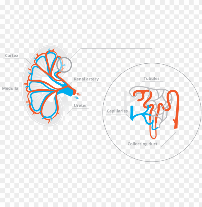 Free download | HD PNG capillaries bring blood to the kidney tubules to ...