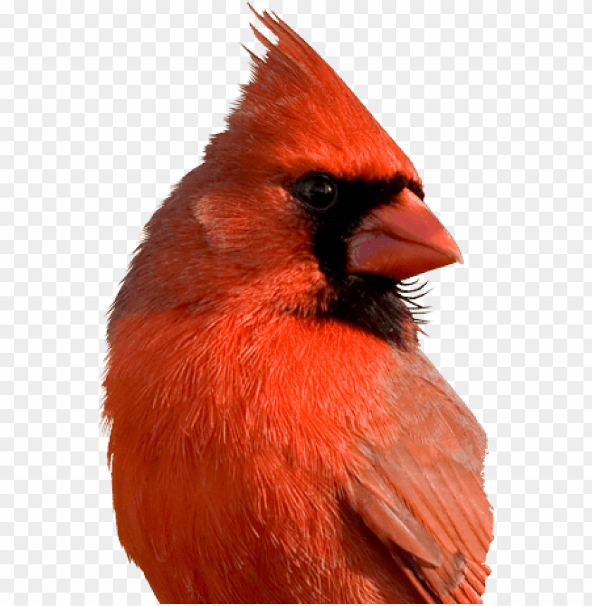 Free download | HD PNG cardinal bird png red cardinal birds face PNG ...