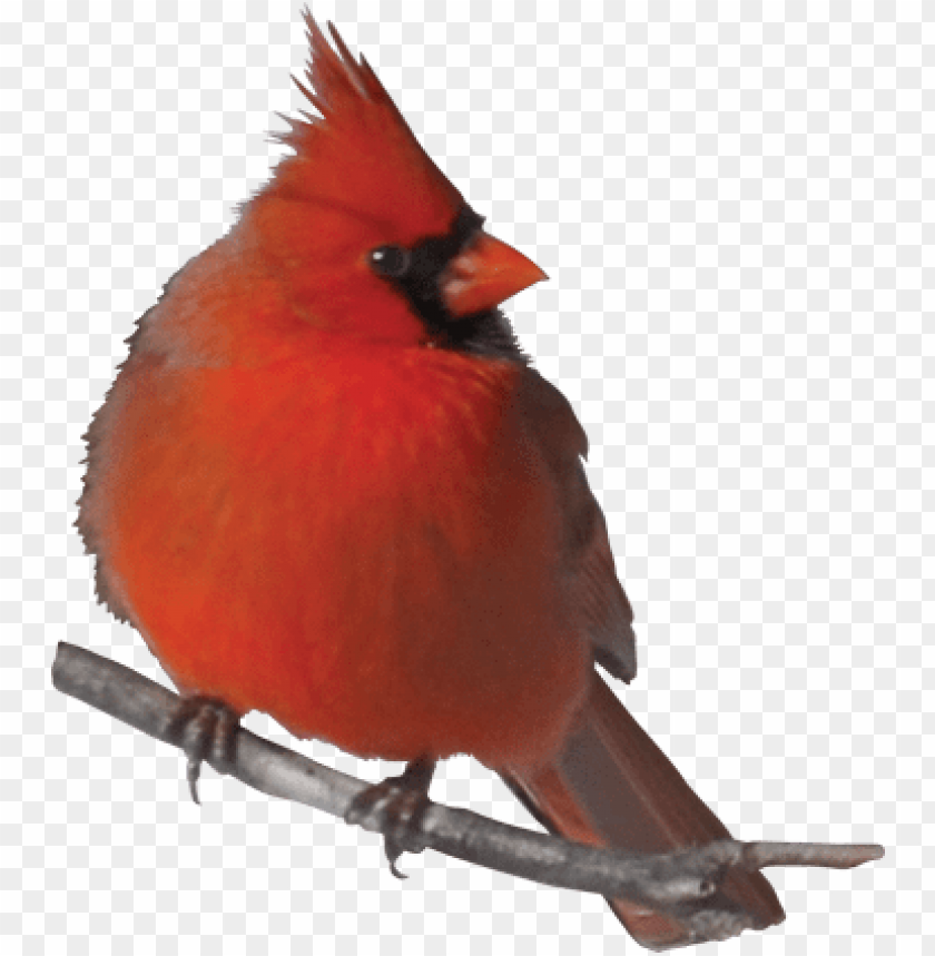 Free download | HD PNG cardinal red birds quotes PNG transparent with ...