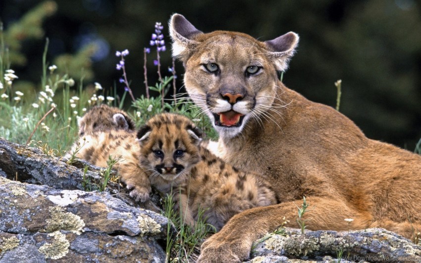 Free download | HD PNG care cubs puma wallpaper background best stock ...