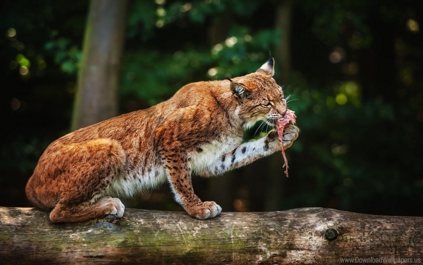 Free download | HD PNG carnivore food log lynx meat wallpaper ...
