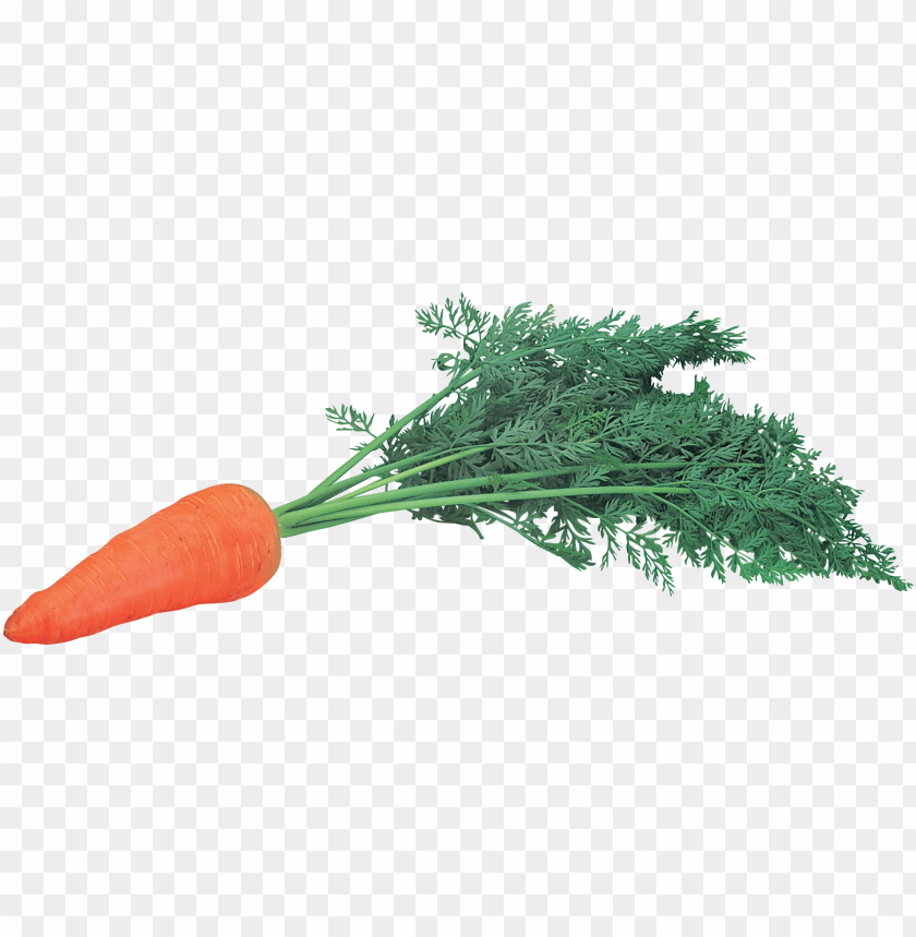 Free download | HD PNG carrot PNG images with transparent backgrounds ...