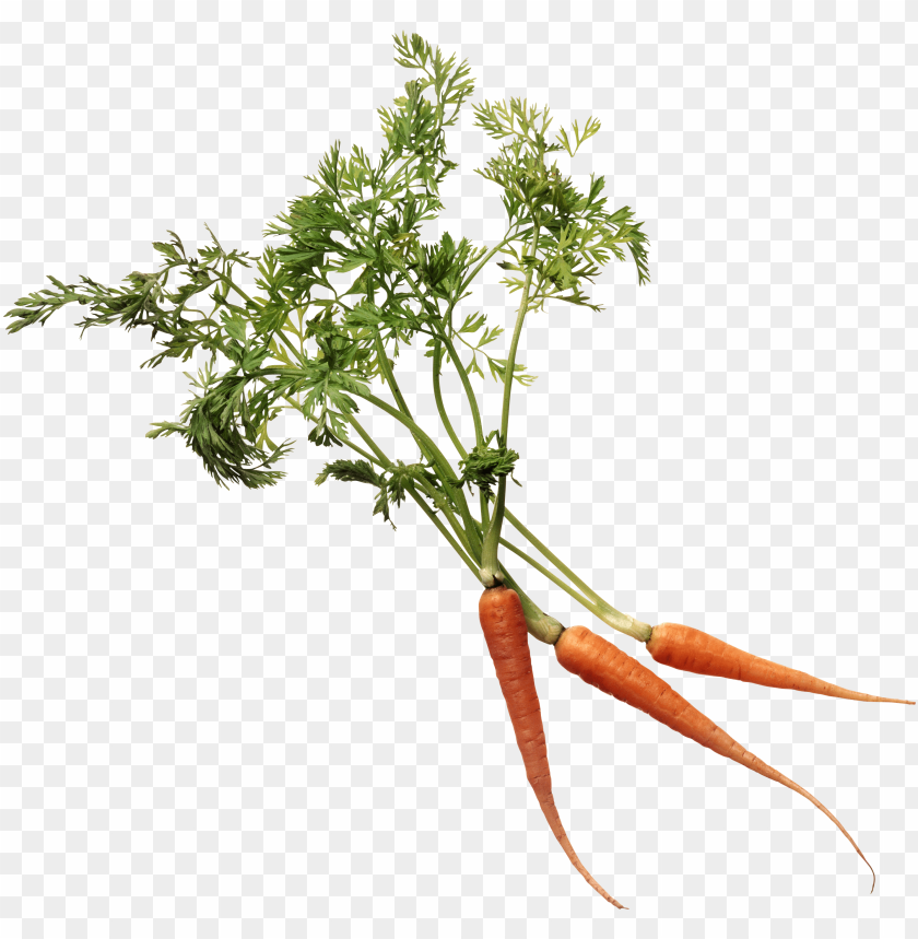 Free download | HD PNG carrot PNG images with transparent backgrounds ...
