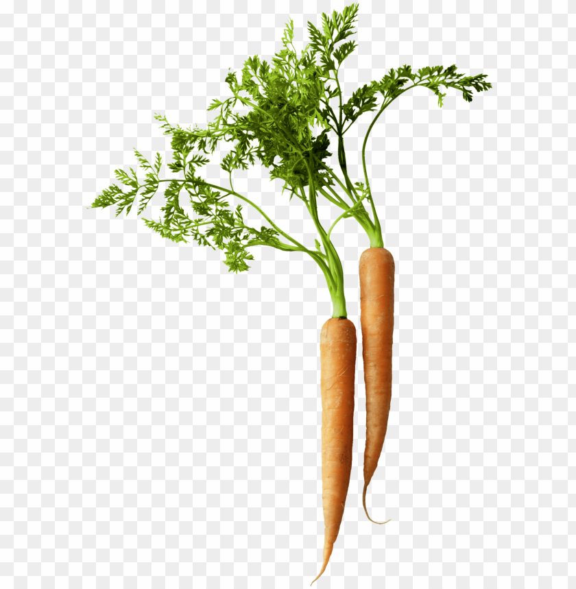 Free download | HD PNG carrot PNG transparent with Clear Background ID ...