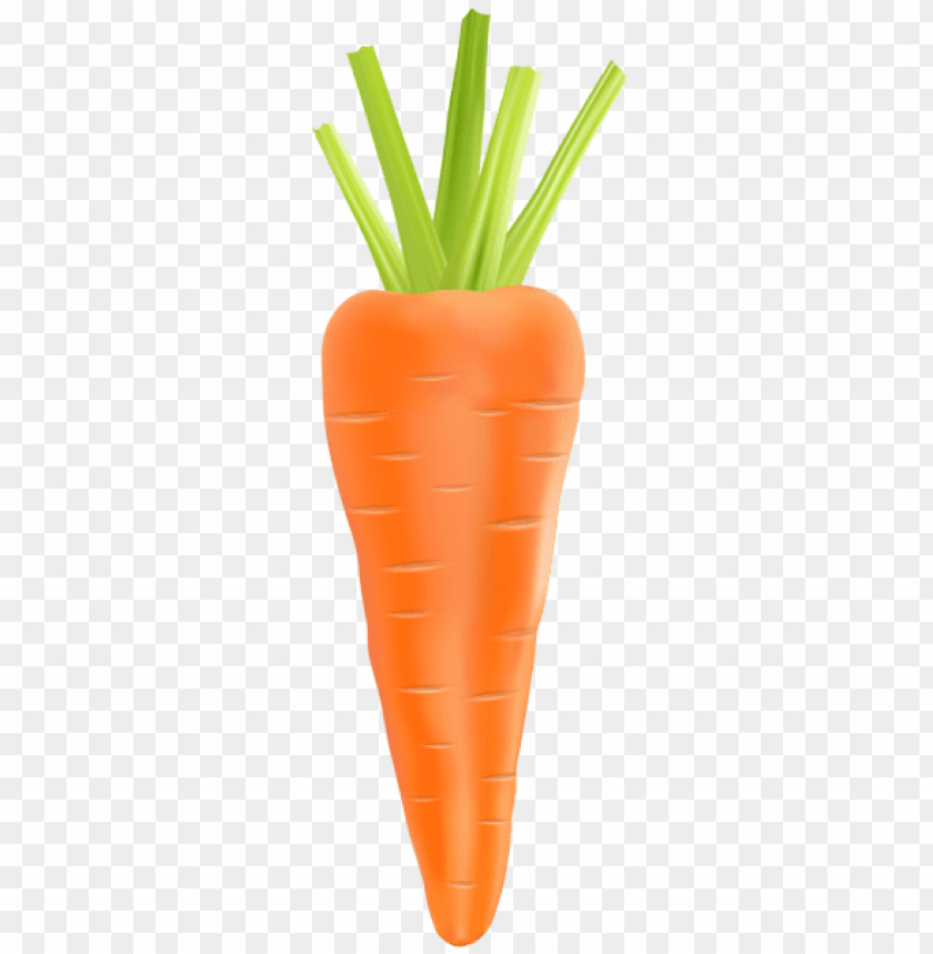 Free download | HD PNG Transparent bright orange carrot transparent PNG ...