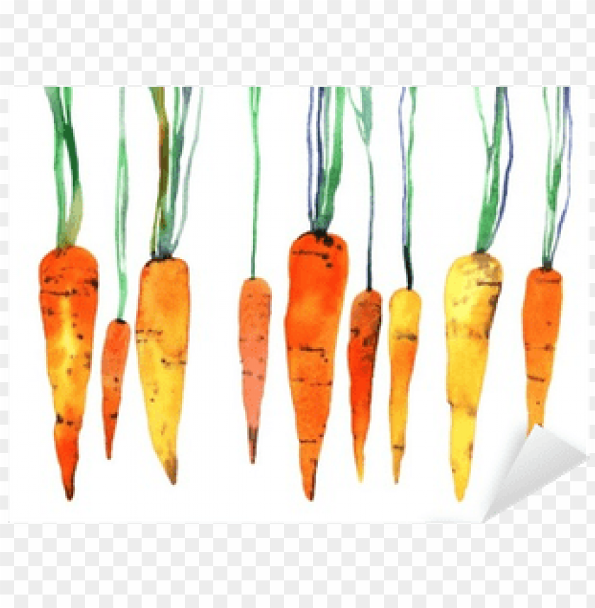 Free download | HD PNG carrot watercolor PNG transparent with Clear ...