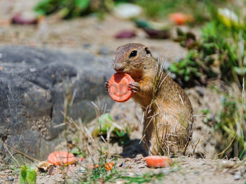 Free download | HD PNG carrots food gopher grass sit wallpaper ...