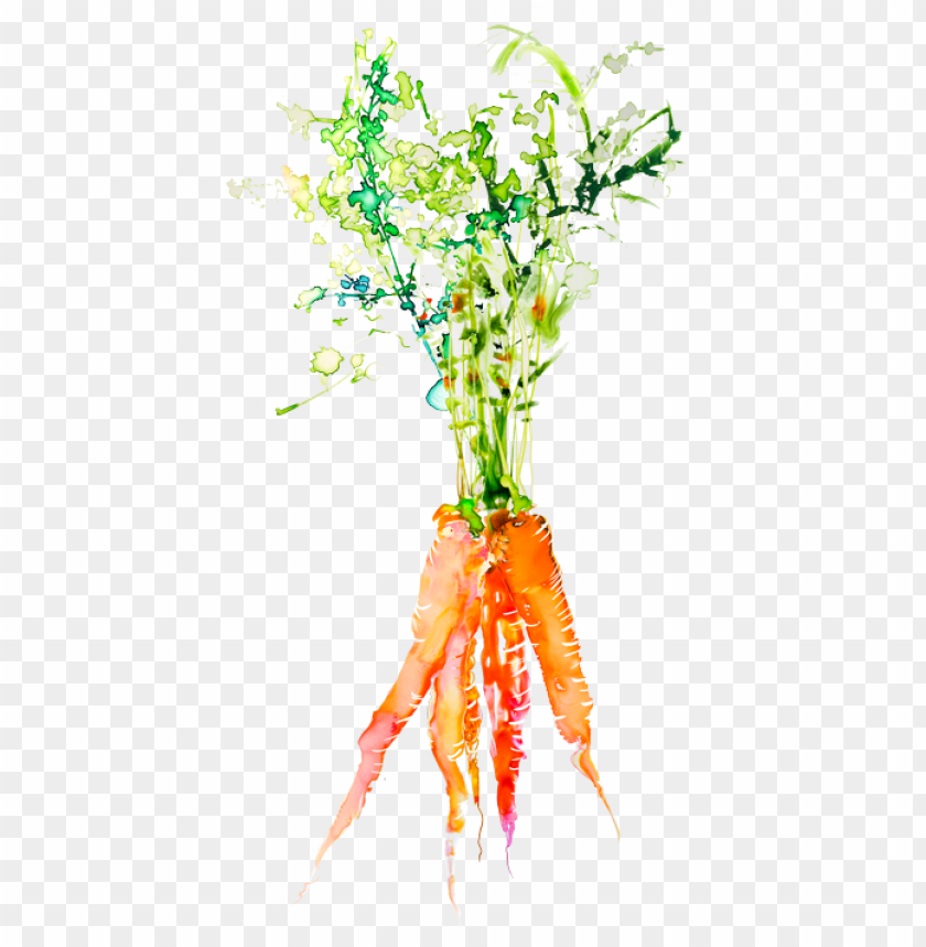 Free download | HD PNG carrots png watercolor vector black and white ...