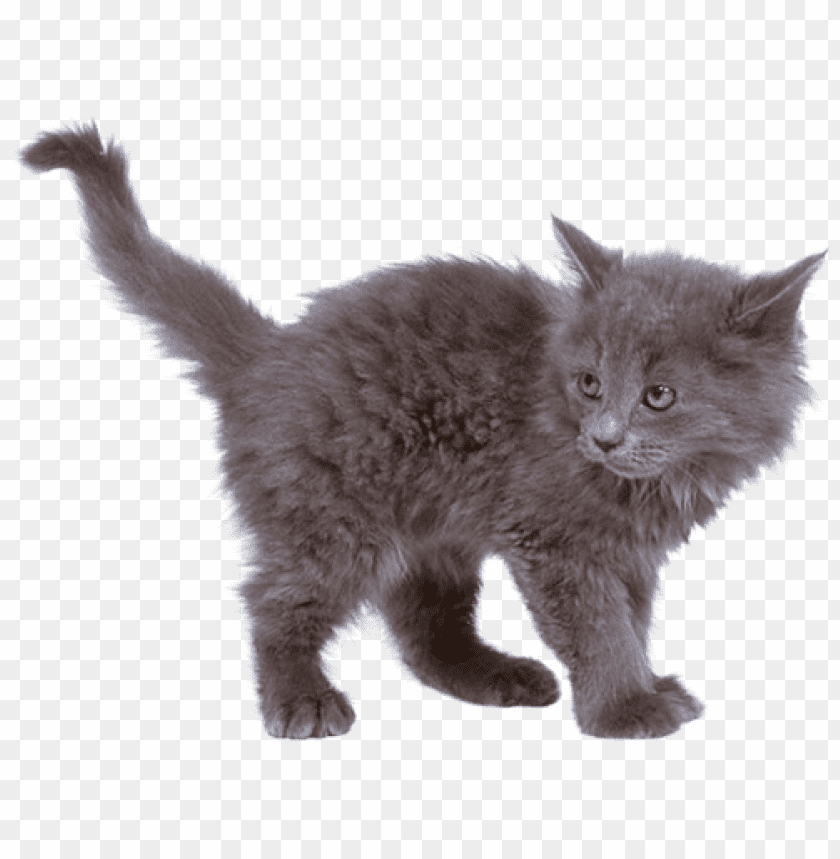 Free download | HD PNG fluffy grey cat png | TOPpng