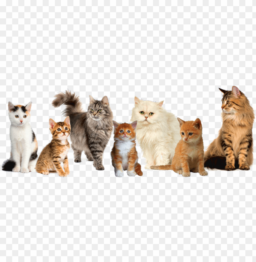 Free download | HD PNG group of different colored cats standing png ...