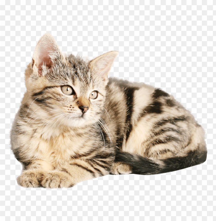 Free download | HD PNG cat png images background - Image ID 9426 | TOPpng