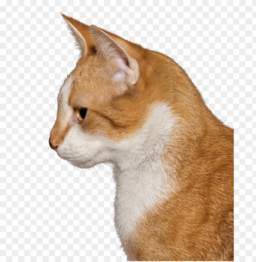 Free download | HD PNG orange and white cat side profile png | TOPpng