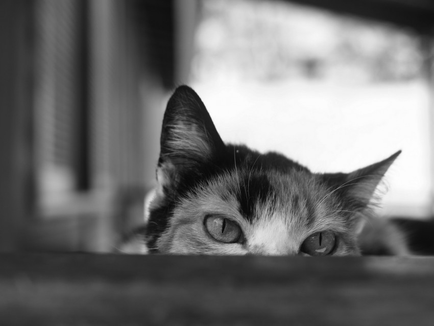 Free download | HD PNG cat bw eyes spy ears 4k wallpaper | TOPpng