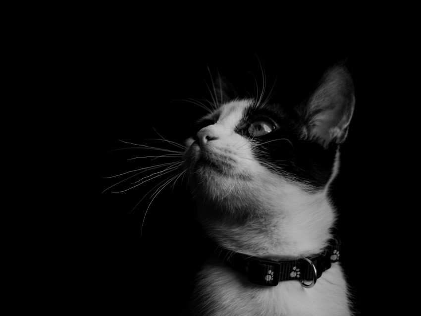 Free download | HD PNG cat bw kitten collar 4k wallpaper | TOPpng