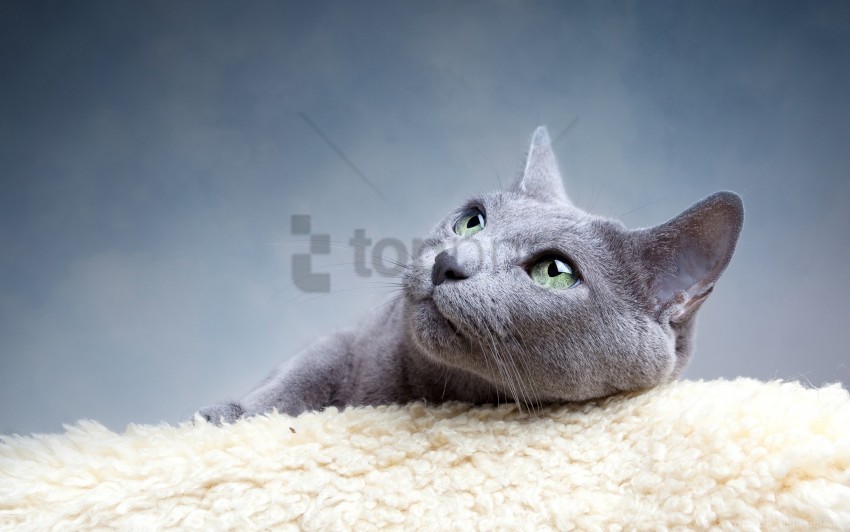 Free download | HD PNG cat cat breed gray russian wallpaper background ...