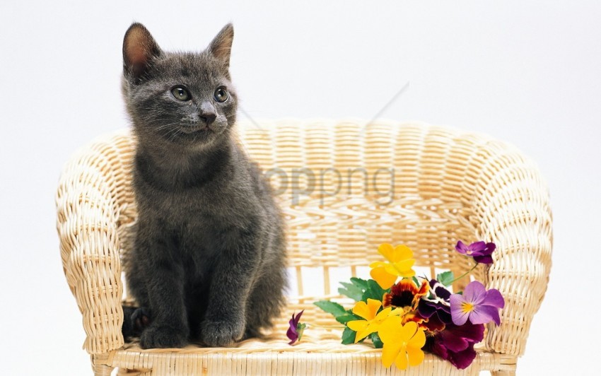Free download | HD PNG cat chair pansy wallpaper background best stock ...