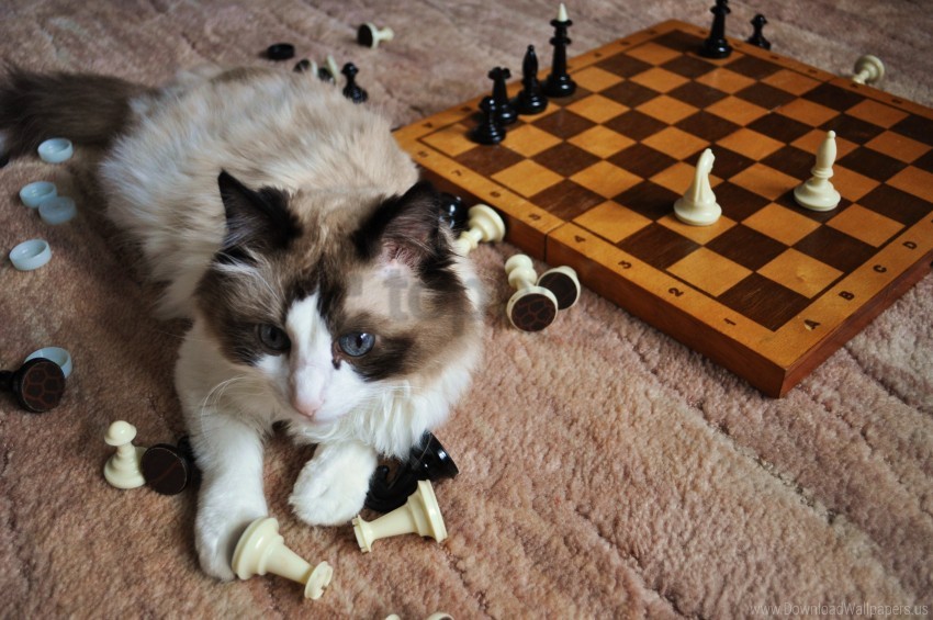 Free download | HD PNG cat chess fluffy playful wallpaper background ...
