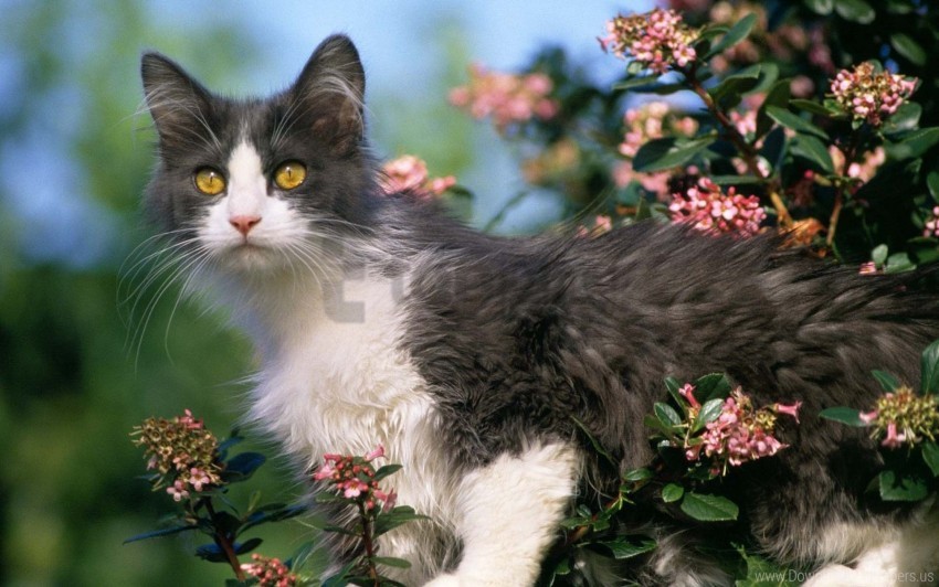 Free download | HD PNG cat climb curiosity flower tree wallpaper ...