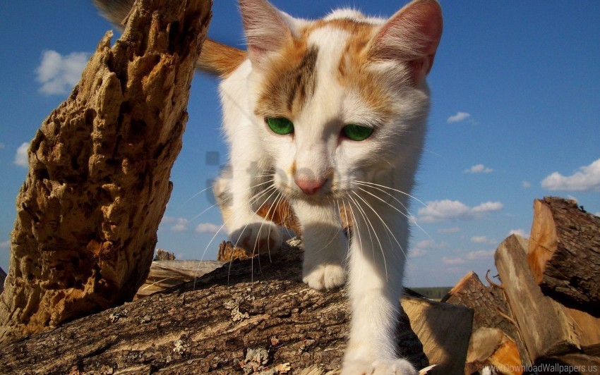 Free download | HD PNG cat climbing spotted wallpaper background best ...