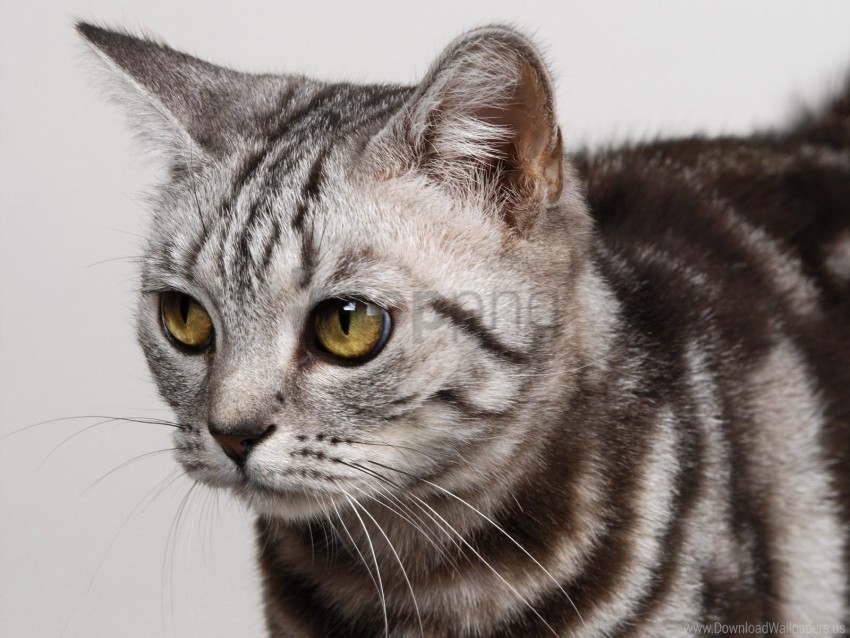 Free download | HD PNG cat close up face striped wallpaper background ...