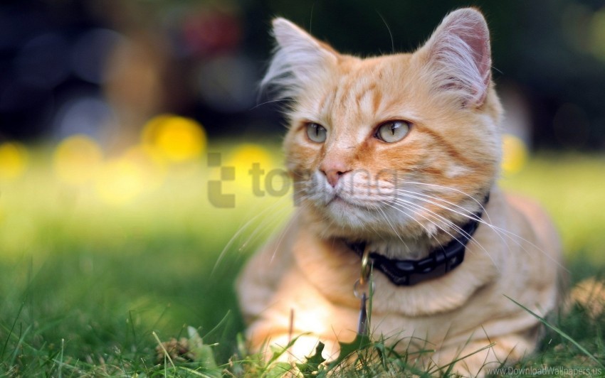 Free download | HD PNG cat collar face striped wallpaper background ...