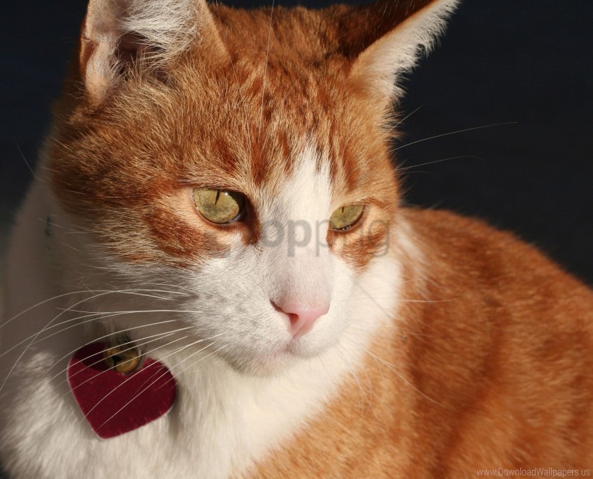 Free download | HD PNG cat collar heart muzzle sad wallpaper background ...