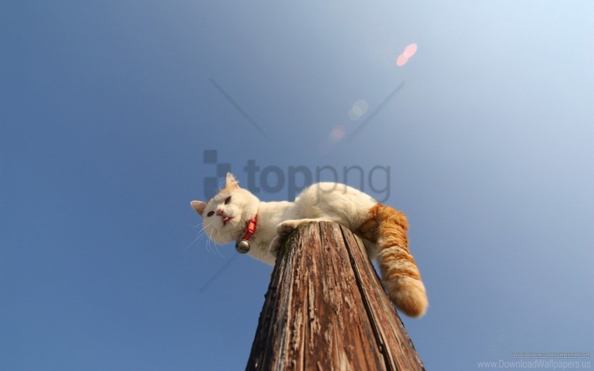 Free download | HD PNG cat collar pole sit wallpaper background best ...