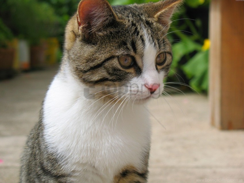 Free download | HD PNG cat color mottled muzzle wallpaper background ...