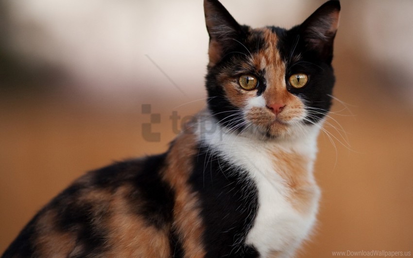 Free download | HD PNG cat color spotted wallpaper background best ...