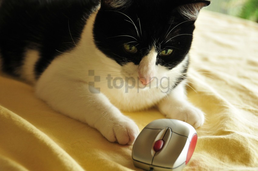 Free download | HD PNG cat computer mouse play spotted toy wallpaper ...
