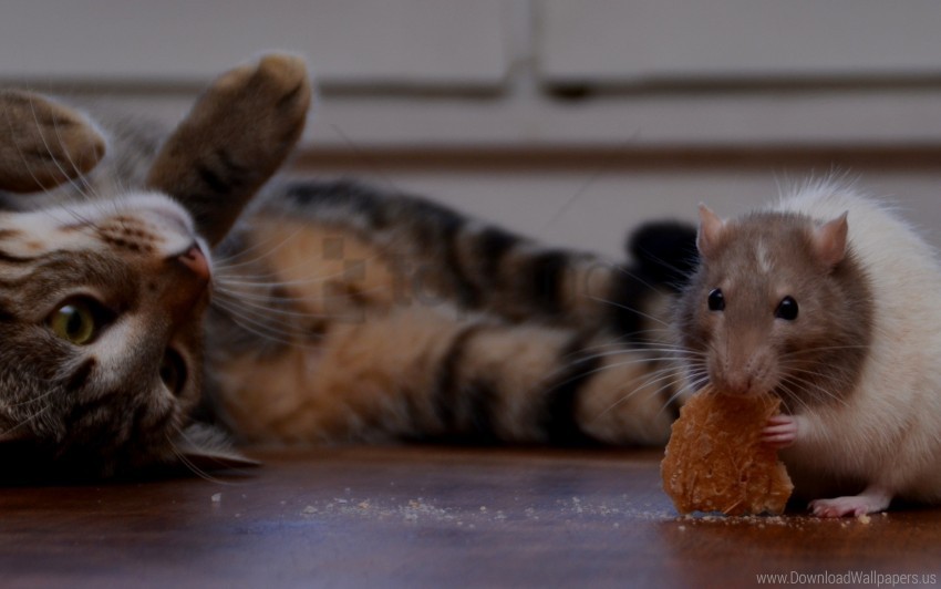 Free download | HD PNG cat cookie playful rat wallpaper background best ...