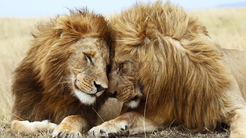 Free download | HD PNG cat couple lion mane rest wallpaper background ...