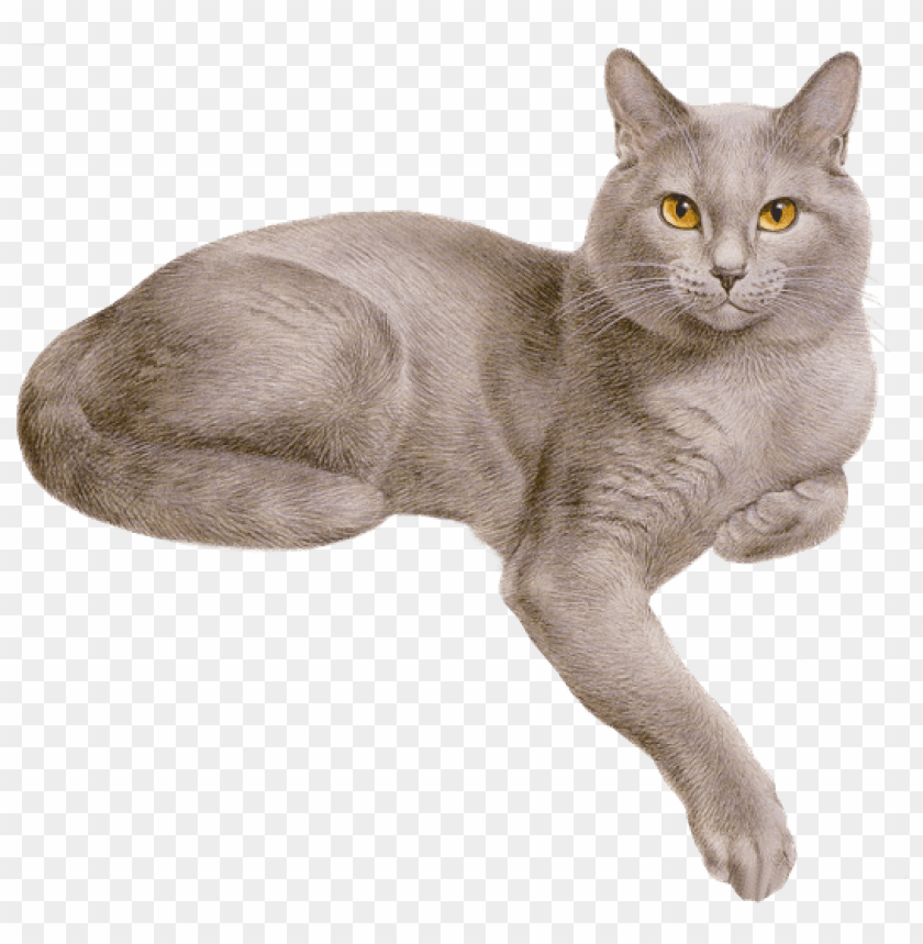 Free download | HD PNG cat crown gif PNG transparent with Clear ...